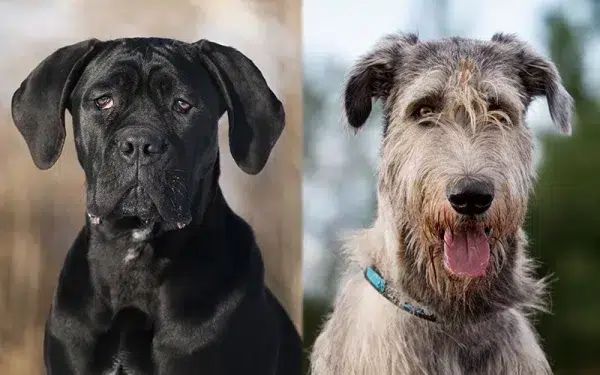 Cane Corso Irish Wolfhound Mix: Info, Pictures, Care & More – Dogster