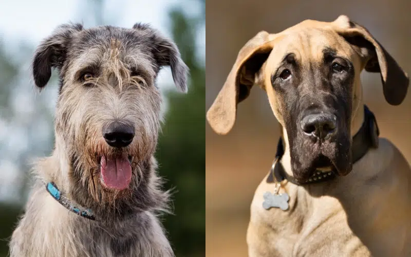 Irish Dane Dog Breed: Pictures, Guide, Info, Care & More – Dogster