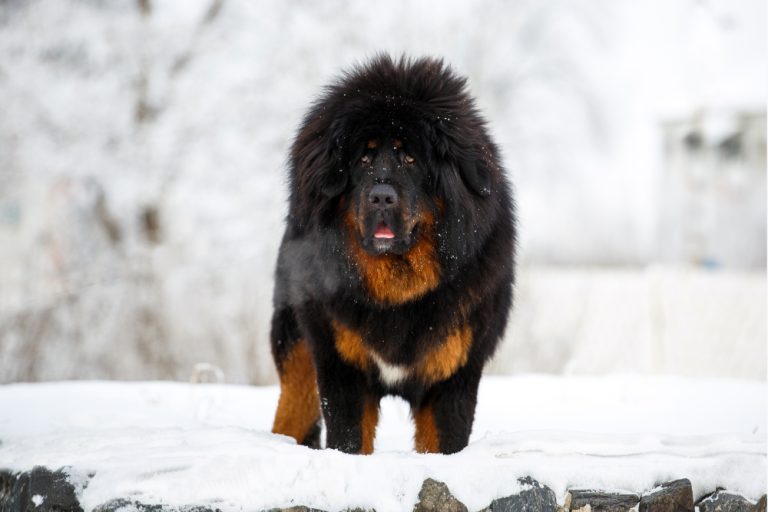 20 Most Expensive Dog Breeds in 2026: Info, Pricing & Pictures – Dogster