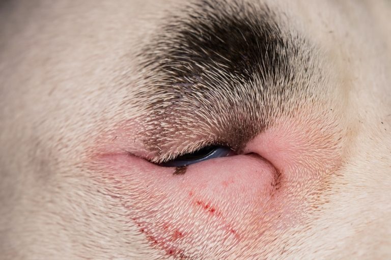 How Much Does Entropion Surgery for Dogs Cost? (2026 Price Guide) – Dogster