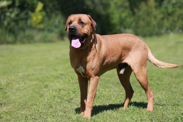 Tosa Dog Breed: Info, Pictures, Facts, & Traits – Dogster