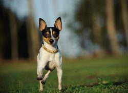 Toy Fox Terrier: Info, Pictures, Facts, Traits & History – Dogster