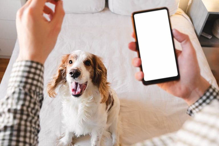 35 Top Pet Influencers You Can Follow Today (with Social Media Links ...