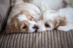Cavachon Dog Breed: Info, Pictures, Facts, & Traits – Dogster