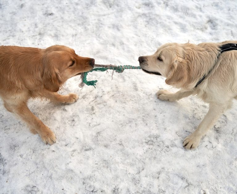Why Do Dogs Growl? 6 Vet-Reviewed Reasons and What to Do About It – Dogster