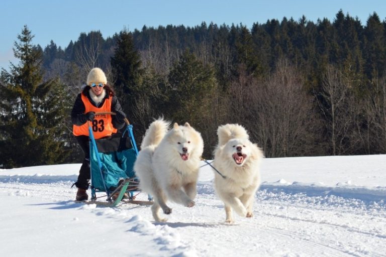 How to Train a Sled Dog: 12 Vet-Approved Tips & Equipment Essentials ...
