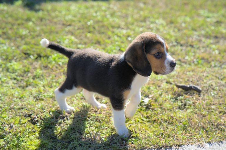 Beagle Dog Breed: Info, Pictures, Facts & Traits – Dogster
