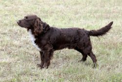 German Spaniel (Deutscher Wachtelhund): Info, Pictures, Care & More ...