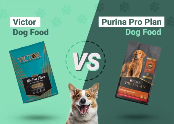 Victor Dog Food vs Purina Pro Plan: 2024 Comparison, Pros & Cons – Dogster