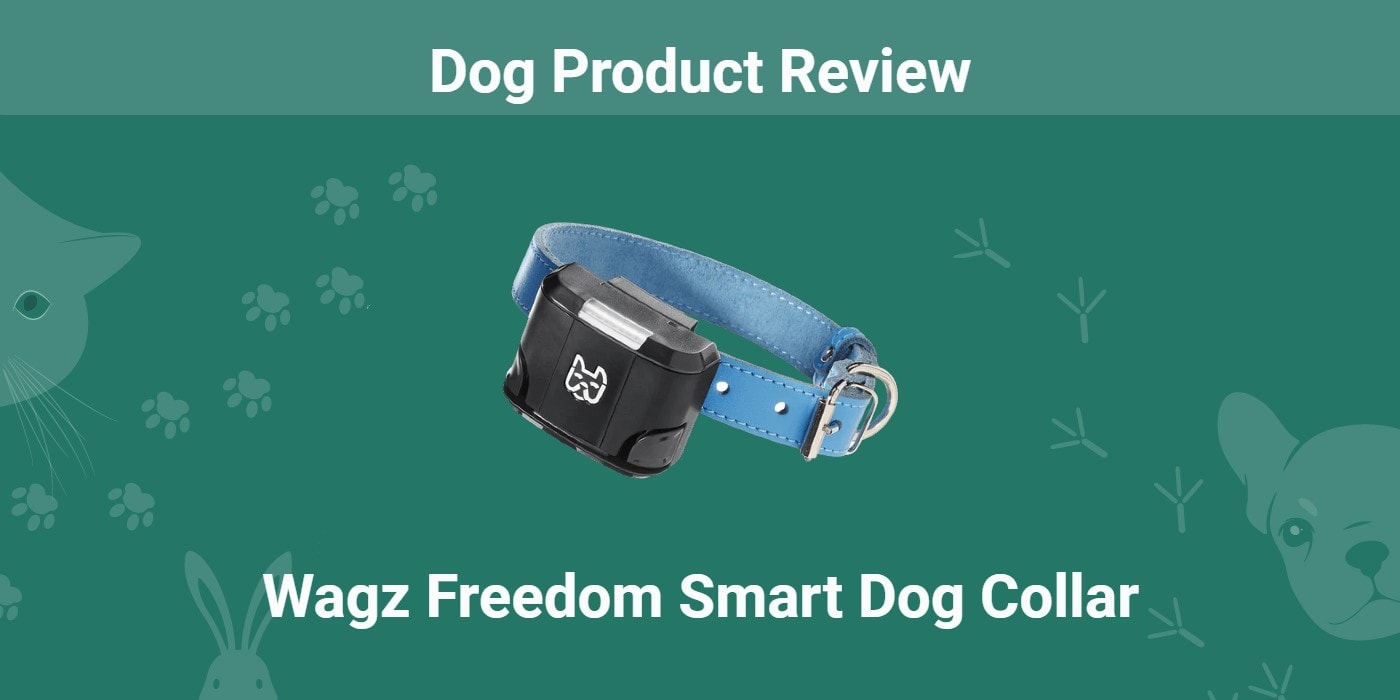 Wagz Freedom Smart Dog Collar Review 2024: Our Expert’s Opinion – Dogster