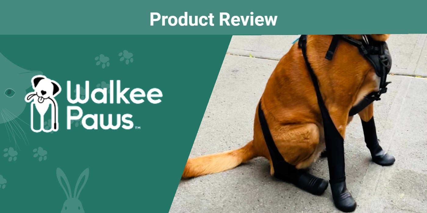 Walkee Paws Dog Boot Leggings Review 2024: An Expert's Breakdown – Dogster
