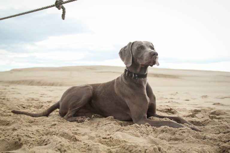 5 Incredible Weimaraner Colors & Patterns (With Pictures) – Dogster