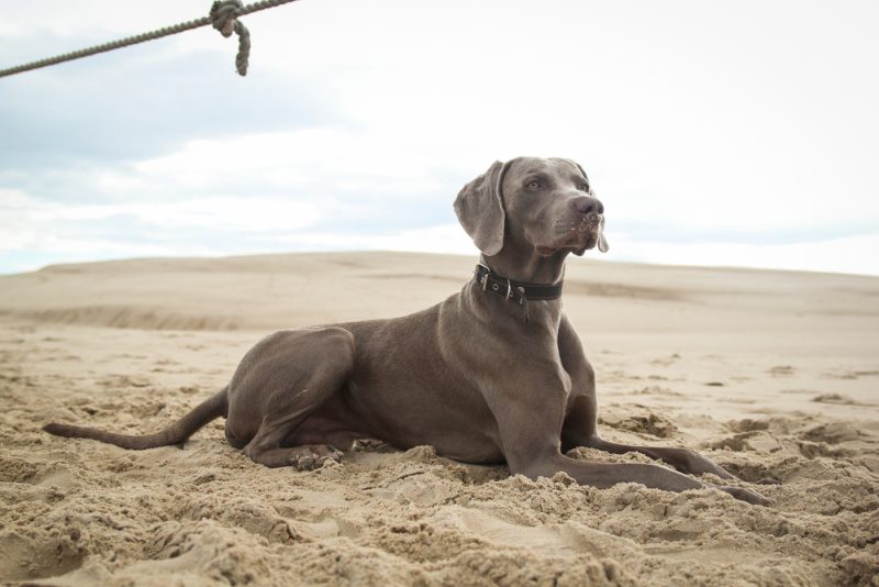 5 Incredible Weimaraner Colors & Patterns (With Pictures) – Dogster