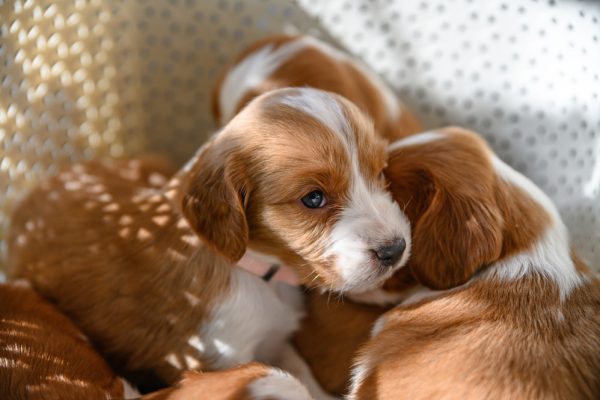Welsh Springer Spaniel: Info, Pictures, Facts, & Traits – Dogster