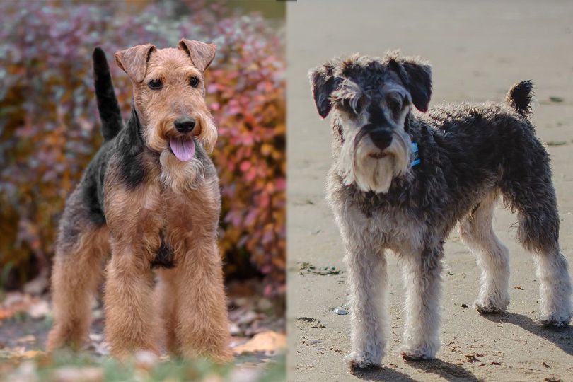 Wowauzer Dog Breed: Info, Pictures, Care Guide & More – Dogster