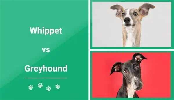Whippet vs. Greyhound: The Differences (With Pictures) – Dogster