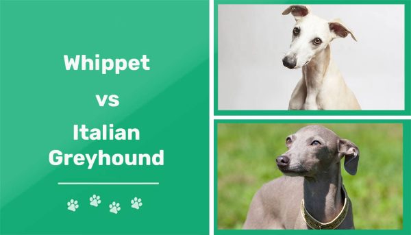 Whippet vs. Italian Greyhound: Vet-Verified Key Differences (With Info ...