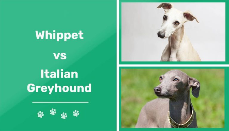 Whippet vs. Italian Greyhound: Vet-Verified Key Differences (With Info ...