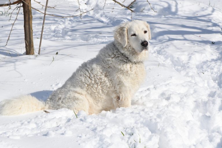 Kuvasz Dog: Breed Info, Pictures, Facts, & Traits – Dogster