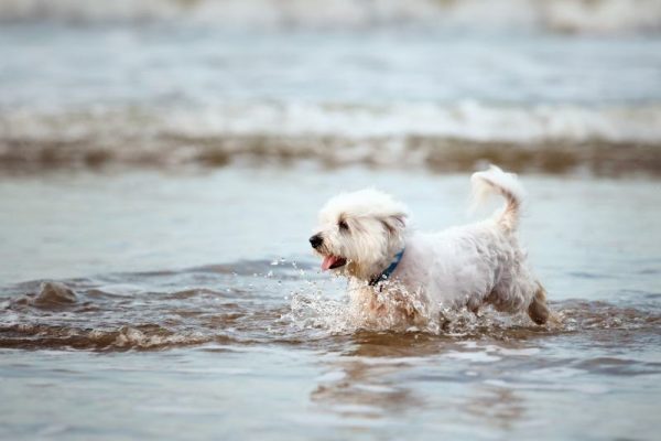 How Well Can a Maltese Swim? Vet-Verified Facts & Important Precautions ...