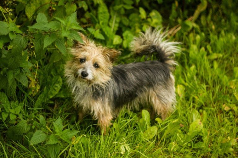 Yorkie Russell Dog Breed: Info, Pictures, Care & More – Dogster