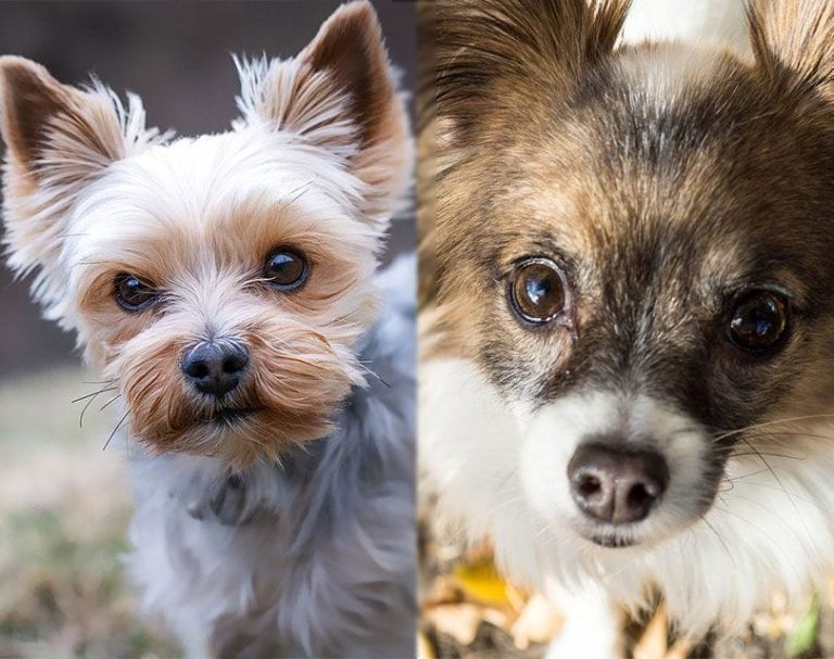 Yorkillon (Yorkshire Terrier & Papillon Mix): Info, Pictures, Care ...