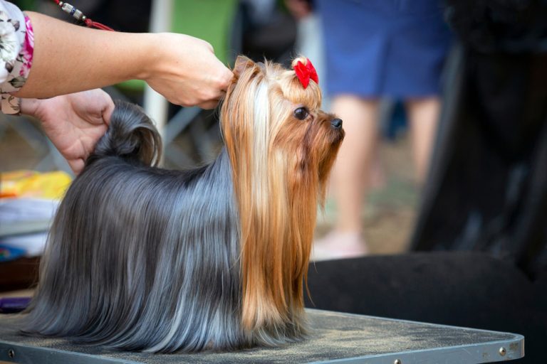 10 Types of Dog Competitions and Pageants to Enter – Dogster