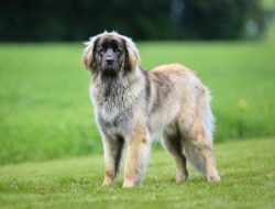 Leonberger Dog Breed: Info, Pictures, Facts, & Traits – Dogster