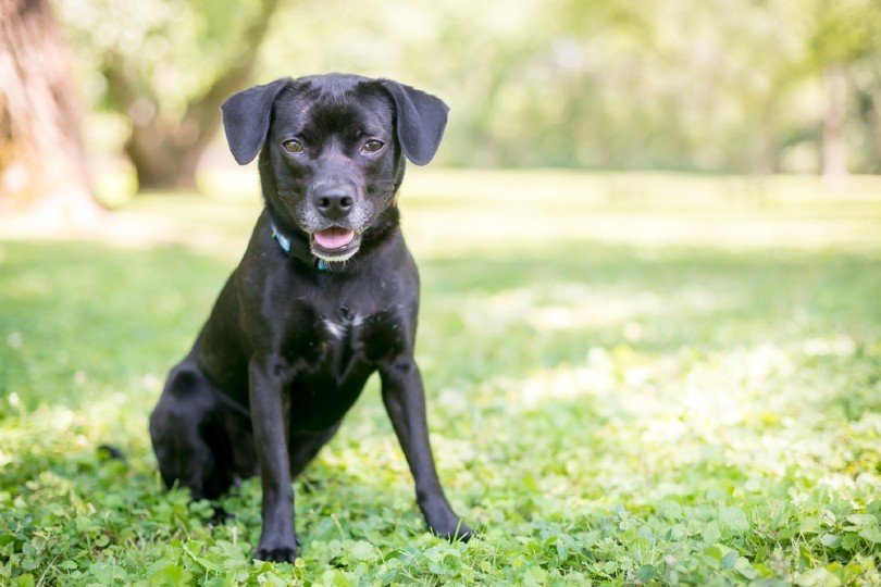 Labbe (Labrador Retriever & Beagle Mix) Dog Breed: Info, Pictures ...