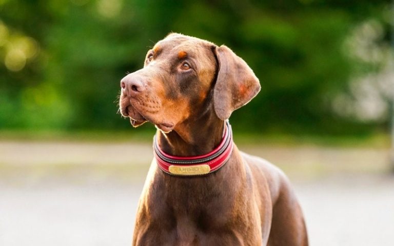 Brown Doberman: Info, Pictures, Origin & History – Dogster