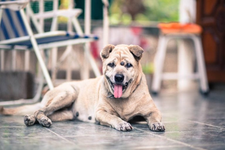 Moles on Dogs: A Complete Vet-Reviewed Guide – Dogster