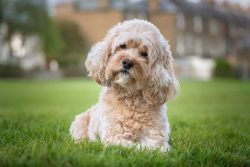 How to Get Sap Out of Dog Hair: 6 Vet-Approved Steps – Dogster