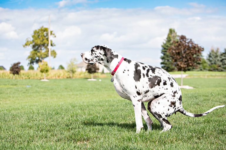 My Dog Is Constipated & Throwing Up, What’s Wrong? Our Vet Answers ...