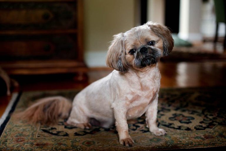 Pugapoo Dog Breed Guide: Info, Pictures & Care – Dogster