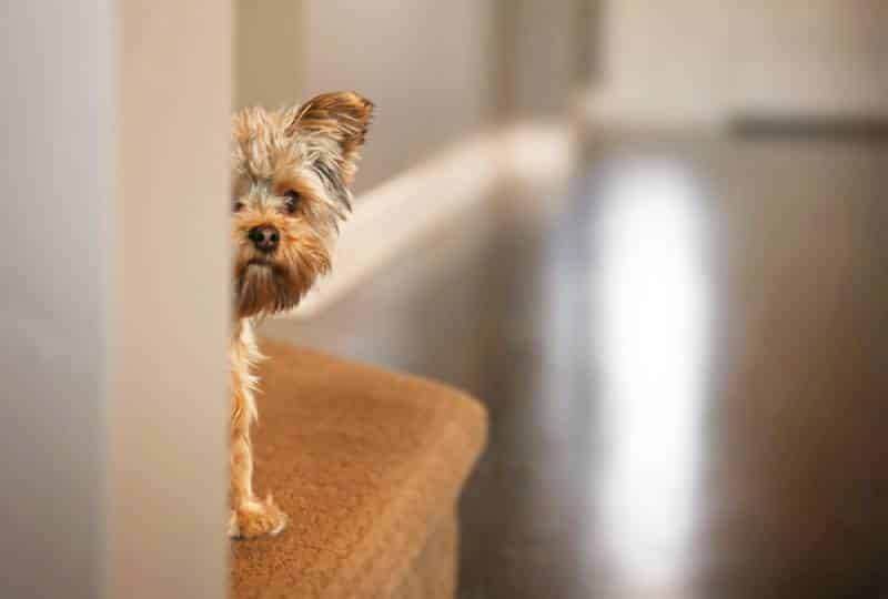 Do You Have a Scared Puppy? 6 Vet-Approved Tips on How to Help Them ...