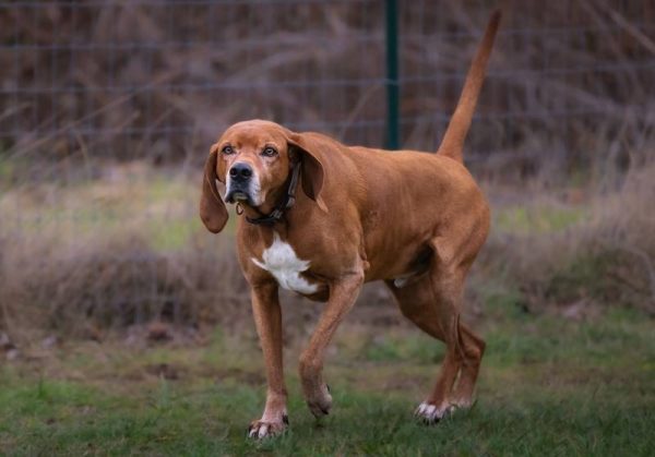 Redbone Coonhound: Info, Pictures, Facts & Traits – Dogster
