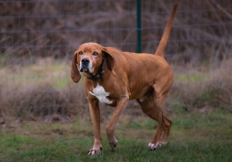 Redbone Coonhound: Info, Pictures, Facts & Traits – Dogster