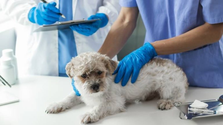 Endocrine Diseases in Dogs: Our Vet Explains Causes, Signs & Treatments ...