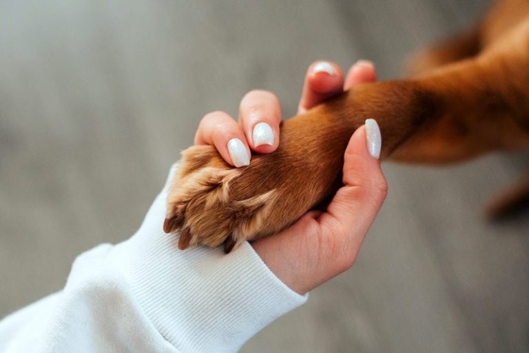 8 Common Dog Paw Problems & What to Do (Vet Answer) – Dogster