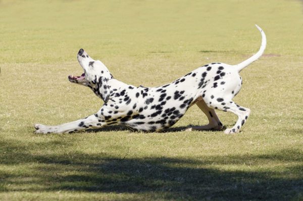 Are Dalmatians Aggressive? Vet-Verified Behavior Info & Tips – Dogster
