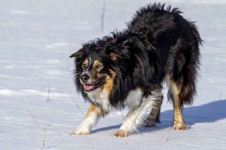 Predatory Aggression in Dogs: Can You Stop This Instinctive Behavior ...