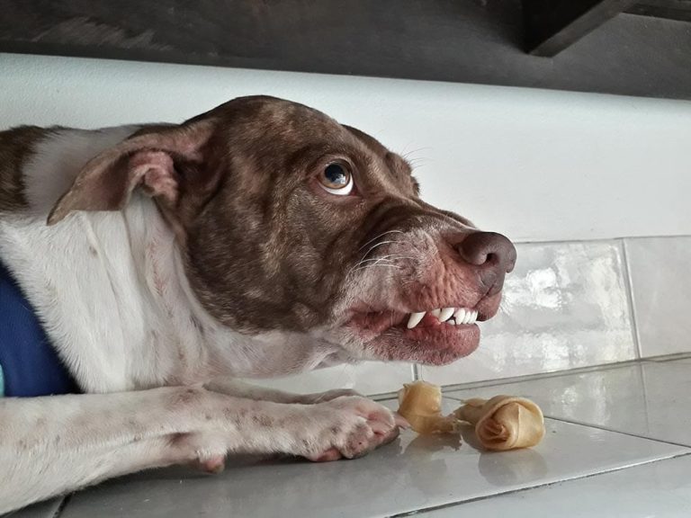 Can Dogs Be Schizophrenic? Vet-Verified Mental Health Facts – Dogster