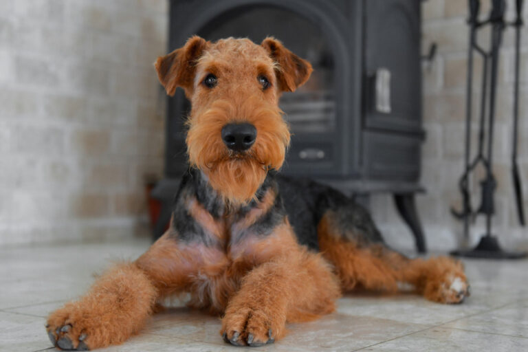 Airedale Terrier Breed Info: Pictures, Care, Traits & More – Dogster