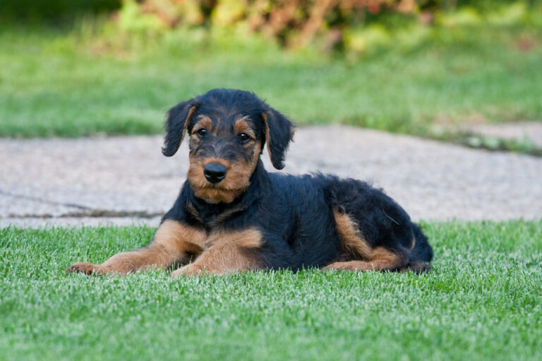 Airedale Terrier Breed Info: Pictures, Care, Traits & More – Dogster