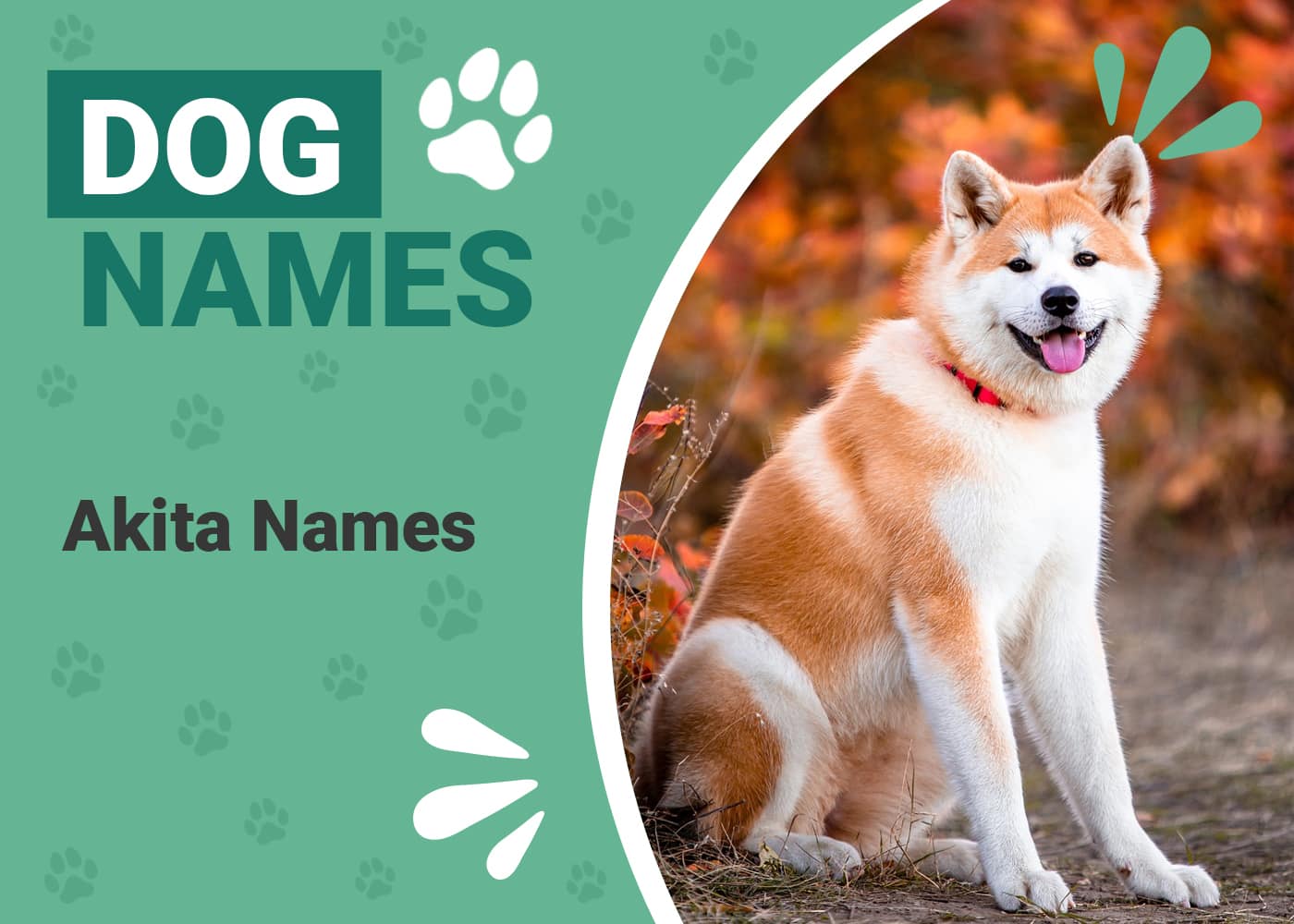 200+ Akita Names: Unique, Cute & Meaningful Ideas – Dogster