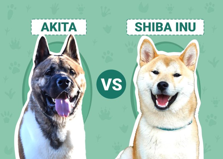 Akita vs Shiba Inu: Differences Explained (With Pictures) – Dogster