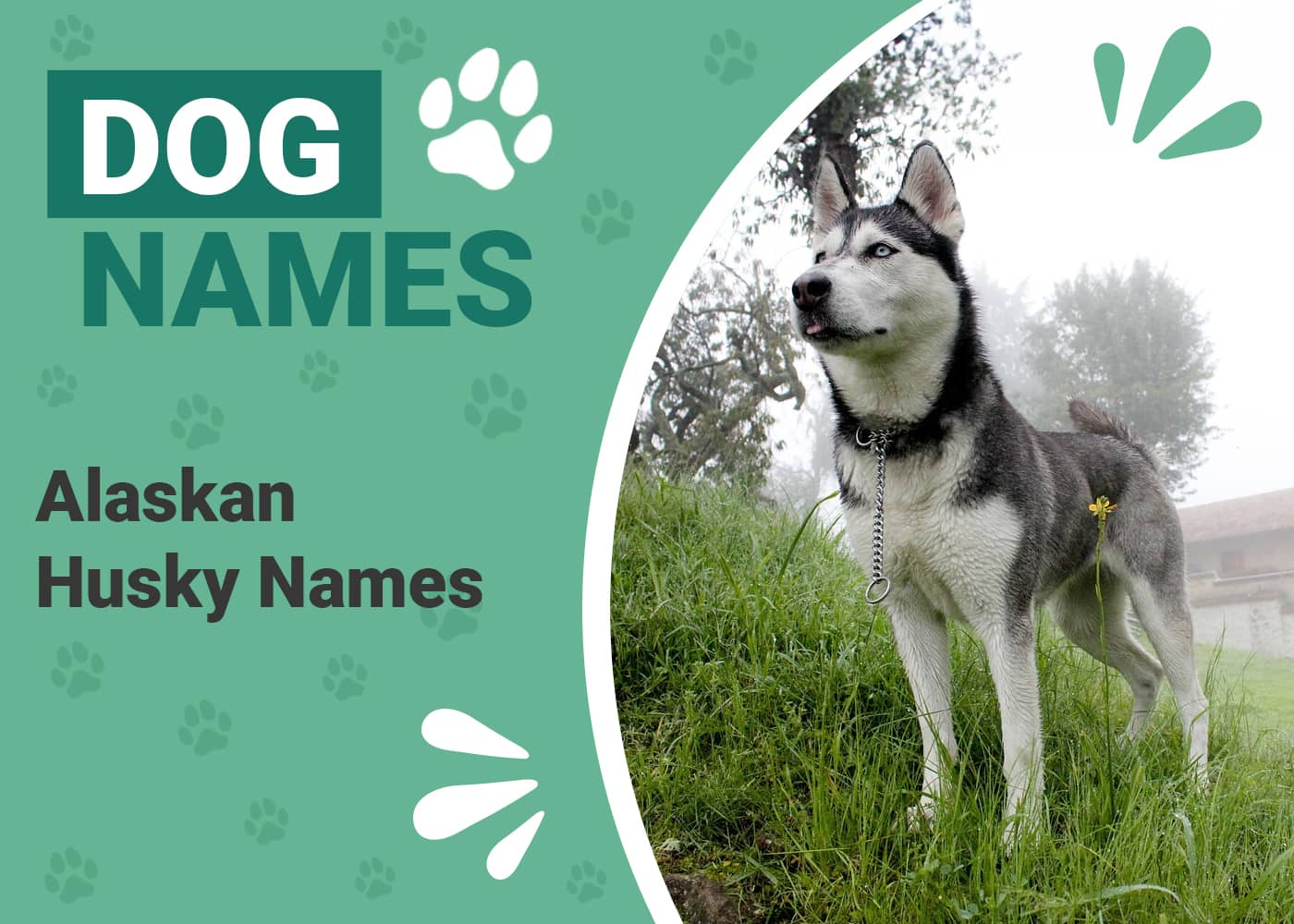 200+ Alaskan Husky Names: Male & Female Ideas – Dogster