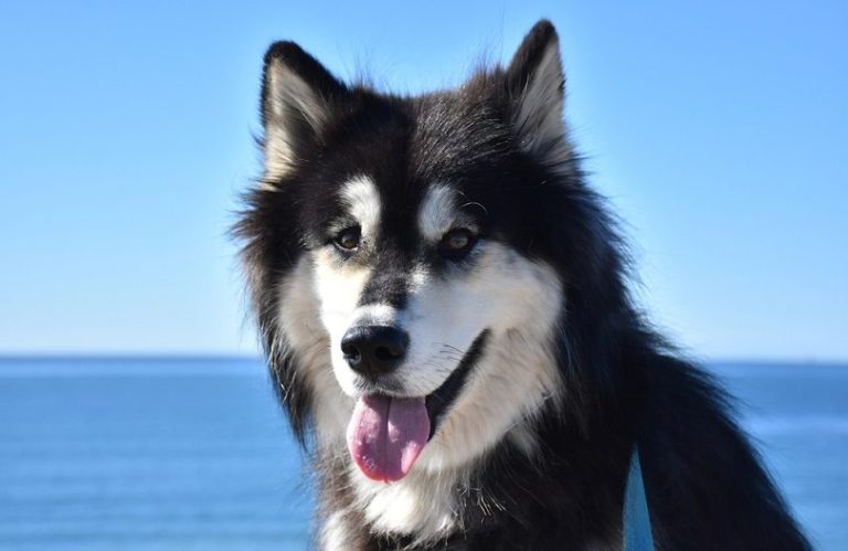 Alusky (Siberian Husky & Alaskan Malamute Mix): Info, Pictures & Care ...