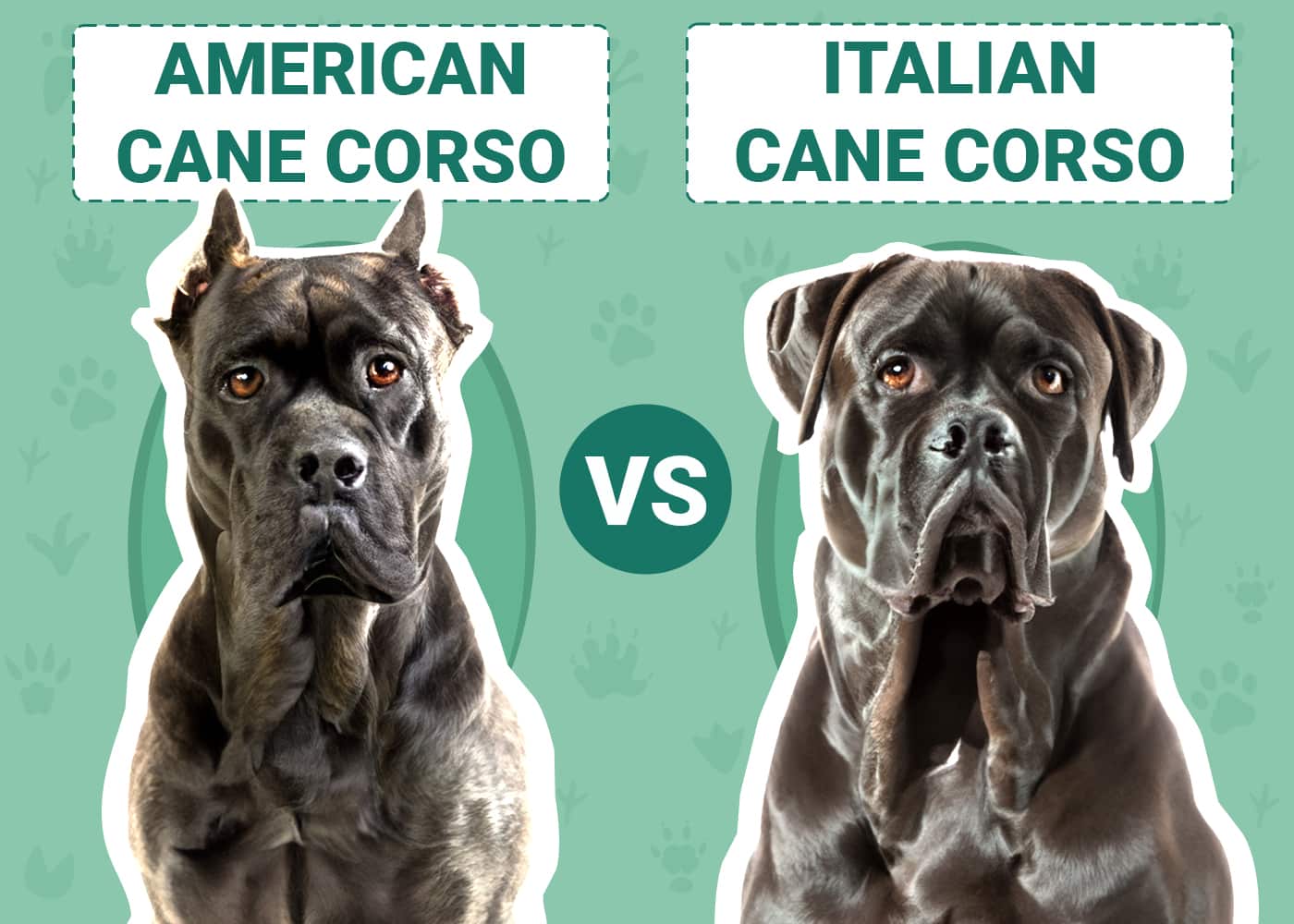 American Cane Corso vs Italian Cane Corso: How Are They Different ...