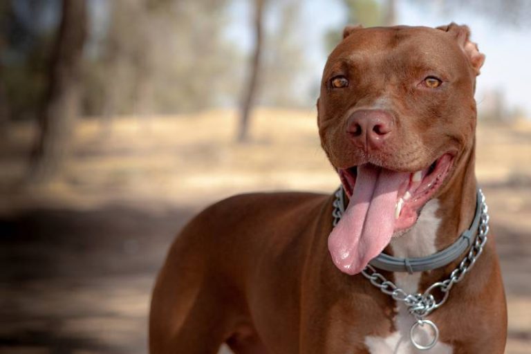 Red Nose Pitbull: Info, Pictures, Origin & History – Dogster